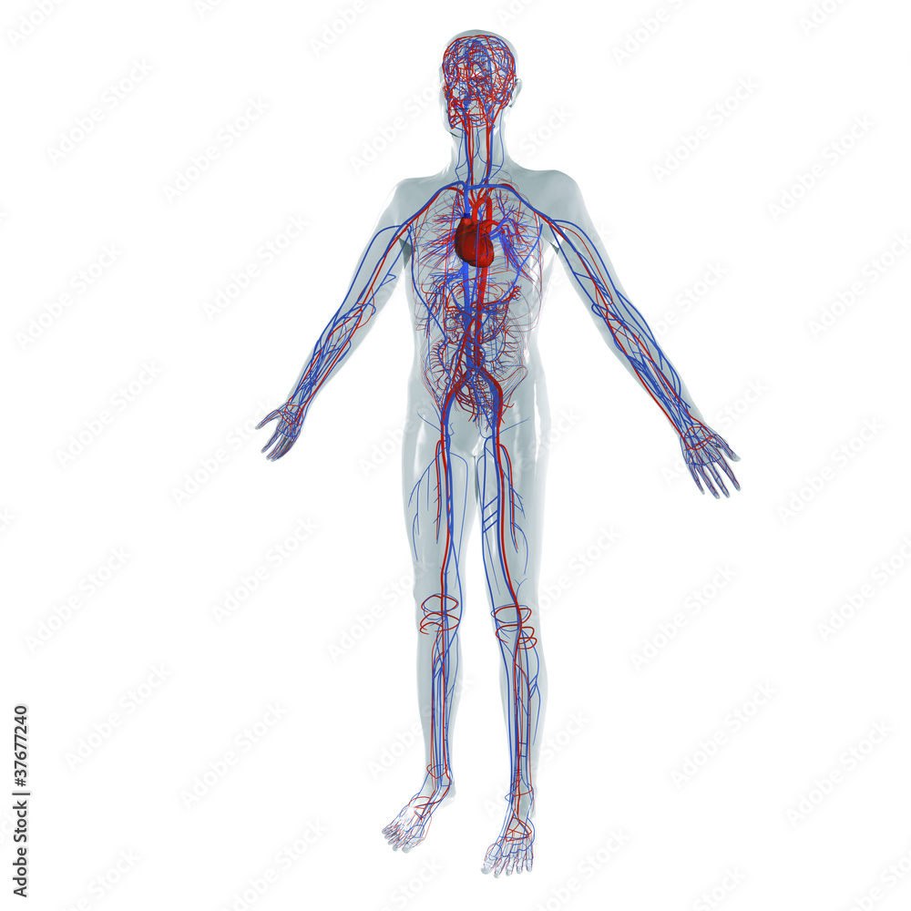 Stock-Illustration „Anatomie Modell, Herz-Kreislauf System des Menschen ...