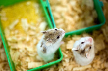 Pet Mouse Begging Free Stock Photo - Public Domain Pictures
