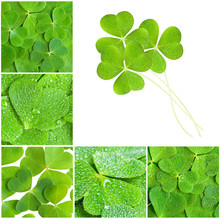 Shamrock Collage Free Stock Photo - Public Domain Pictures