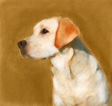 Yellow Lab Portrait Free Stock Photo - Public Domain Pictures