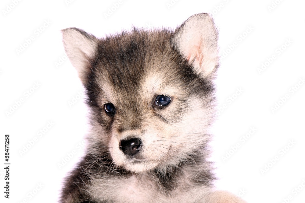 Wolfshund Welpe Tag Der Geburt Unserer Tschechoslowakischen Wolfhund