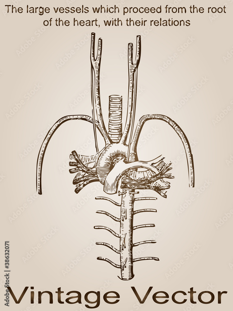 Vector vintage anatomy sketch drawing Stock Vector | Adobe Stock