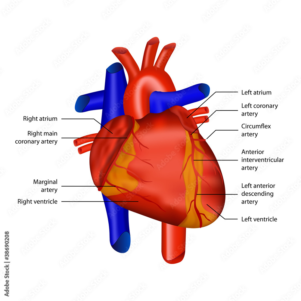 coronary arteries heart anatomy illustration Stock Vector | Adobe Stock