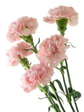 Pink Carnations Free Stock Photo - Public Domain Pictures