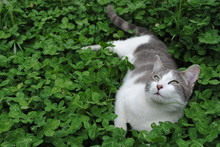 Cat In Clover Free Stock Photo - Public Domain Pictures