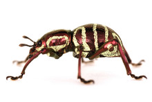 Philippine Bug Free Stock Photo - Public Domain Pictures