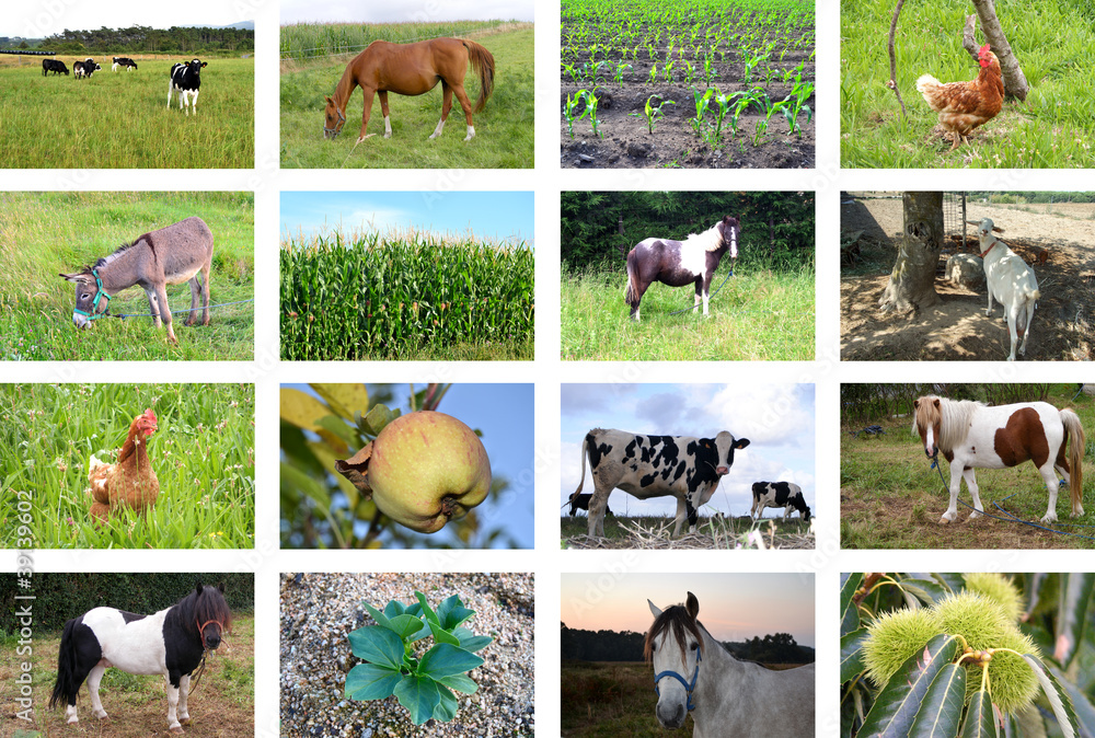 Collage de animales de granja y campos Stock Photo | Adobe Stock
