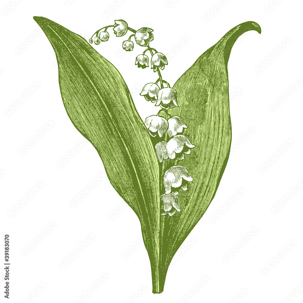 Muguet (convallaria majalis) Stock Vector | Adobe Stock