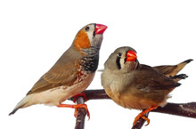 Finch Bird Free Stock Photo - Public Domain Pictures