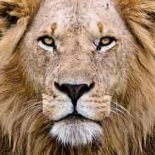 Lion Free Stock Photo - Public Domain Pictures