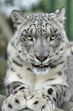 Snow Leopard Paws Free Stock Photo - Public Domain Pictures