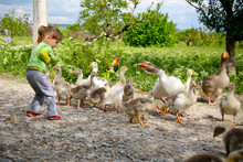 Little Girl Afraid Of Goose Free Stock Photo - Public Domain Pictures