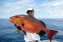 Hog Snapper Fish Mount Free Stock Photo - Public Domain Pictures