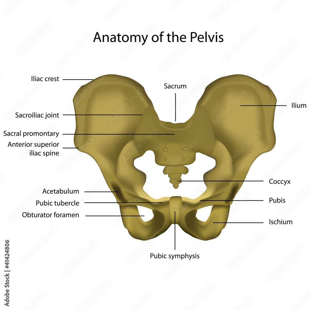 anatomy of the pelvis medical vector illustration Stock Vector | Adobe ...
