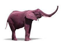 Pink Elephant Free Stock Photo - Public Domain Pictures