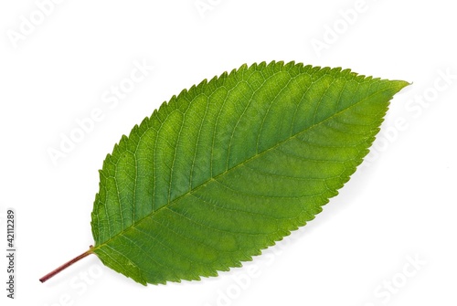 Blatt vom Kirschbaum, Kirschblatt, Niedersachsen, Deutschland, Europa ...