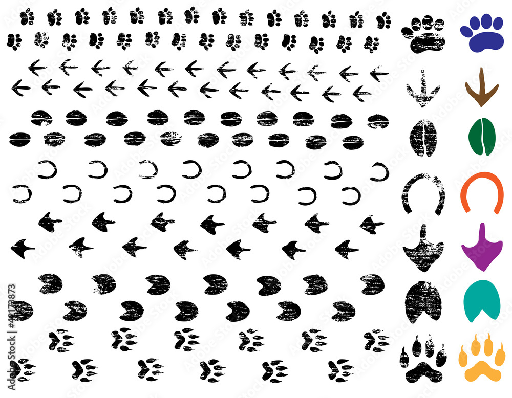 Animal Tracks Stock Vector | Adobe Stock
