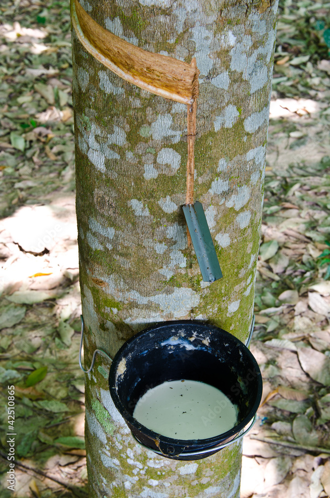 Tapping latex from a rubber tree Stock Photo | Adobe Stock