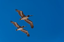 Pelicans Flying In Formation Free Stock Photo - Public Domain Pictures