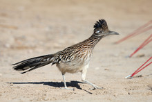 Roadrunner Free Stock Photo - Public Domain Pictures