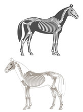 Horse Skeleton Free Stock Photo - Public Domain Pictures