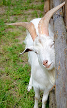 Goat With An Itch Free Stock Photo - Public Domain Pictures