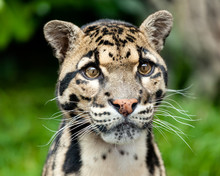 Clouded Leopard Free Stock Photo - Public Domain Pictures