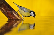 Thirsty Birds Free Stock Photo - Public Domain Pictures