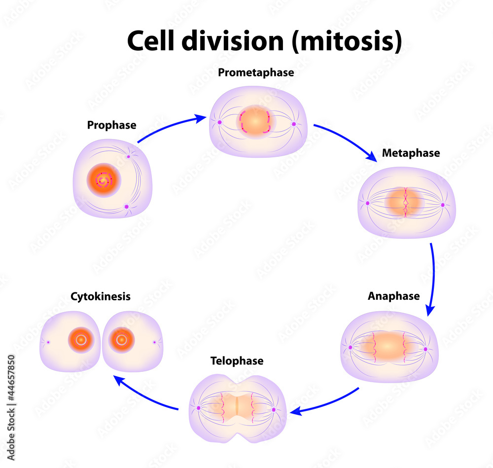 Cell division. Mitosis. Vector scheme Stock Vector | Adobe Stock