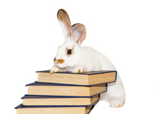 Bunny Rabbit With Books Free Stock Photo - Public Domain Pictures
