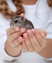 Kid And Hamsters Free Stock Photo - Public Domain Pictures