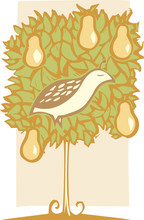 Partridge In A Pear Tree Free Stock Photo - Public Domain Pictures