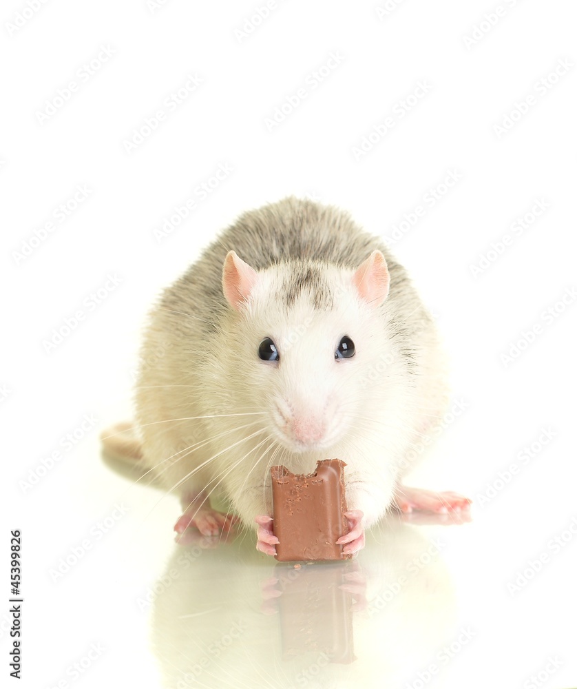 Do Mice Eat Chocolate