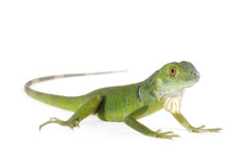 Baby Iguana Free Stock Photo - Public Domain Pictures