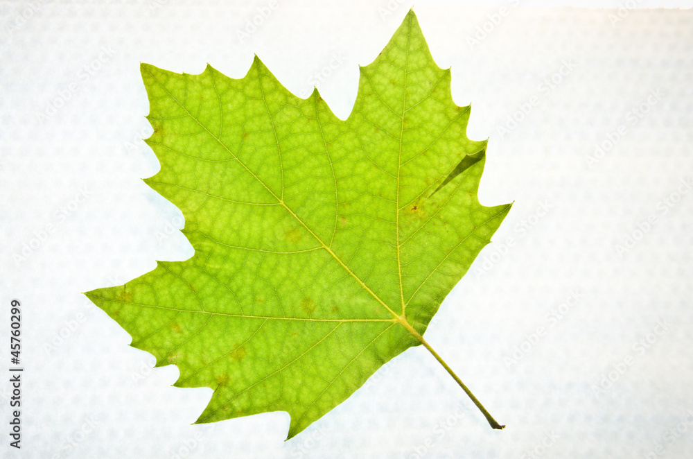 hoja caduca Stock Photo | Adobe Stock