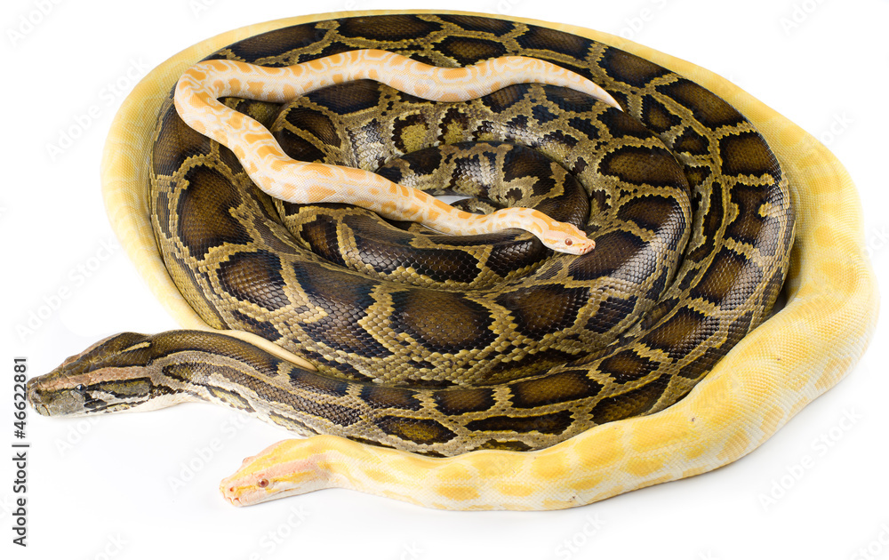 royal pythons Stock Photo | Adobe Stock