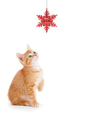 Christmas Ginger Cat Free Stock Photo - Public Domain Pictures
