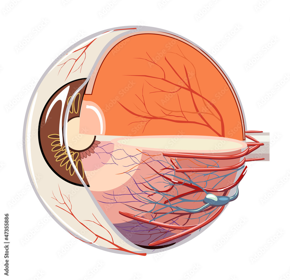 Vector image of eyeball anatomy Stock Vector | Adobe Stock