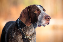 Pointer Gun Dog Portrait Free Stock Photo - Public Domain Pictures