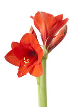 Amaryllis Flower Isolated Free Stock Photo - Public Domain Pictures