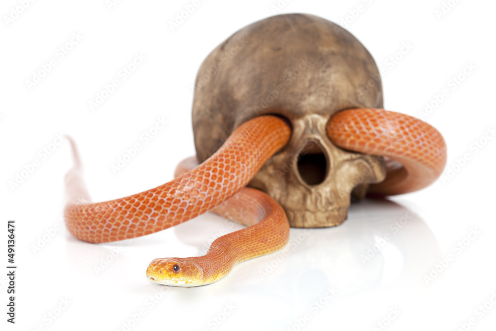 Texas rat snake with skull Stock Photo | Adobe Stock