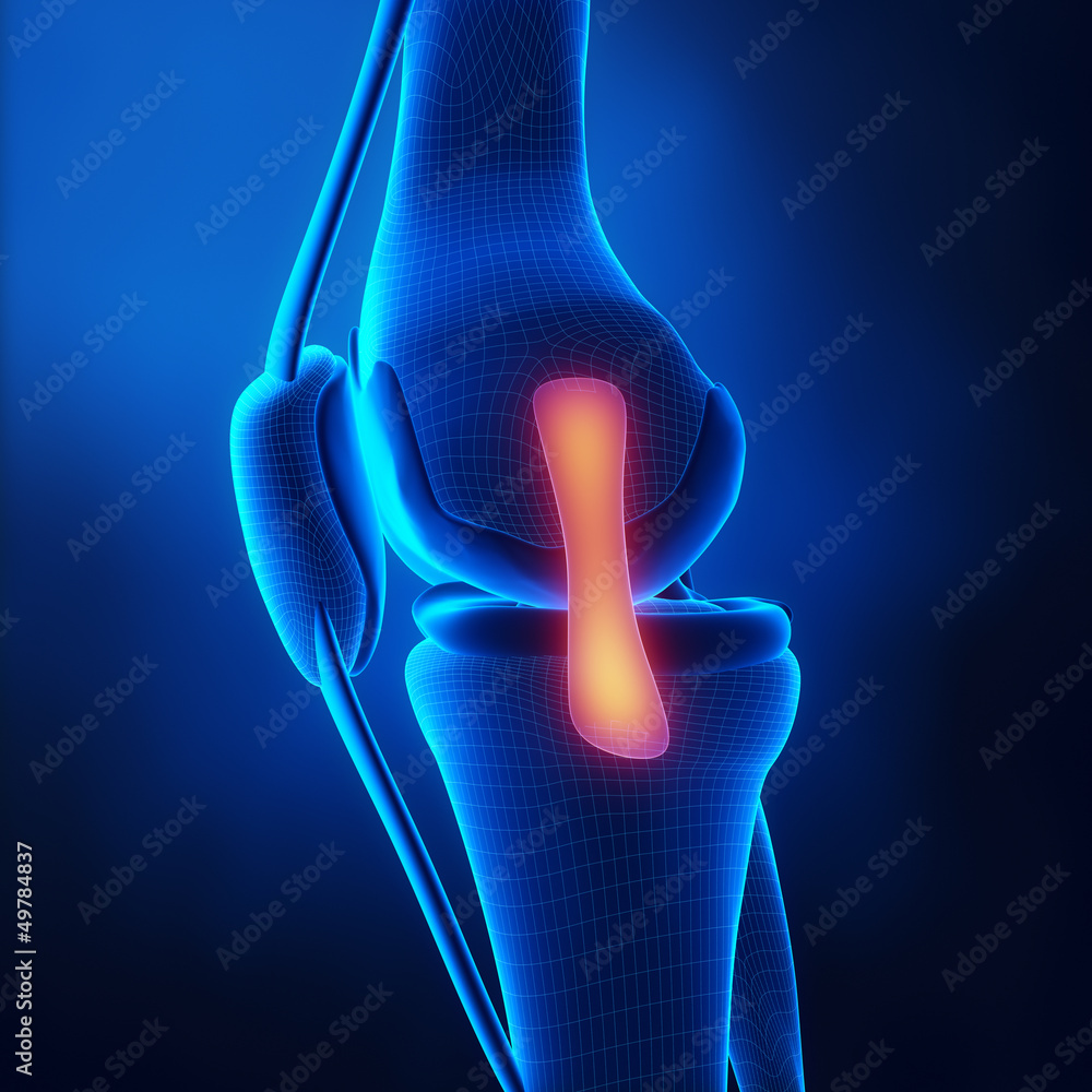Medial ligament knee anatomy Stock Illustration | Adobe Stock