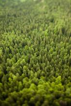 Treetop Texture Free Stock Photo - Public Domain Pictures