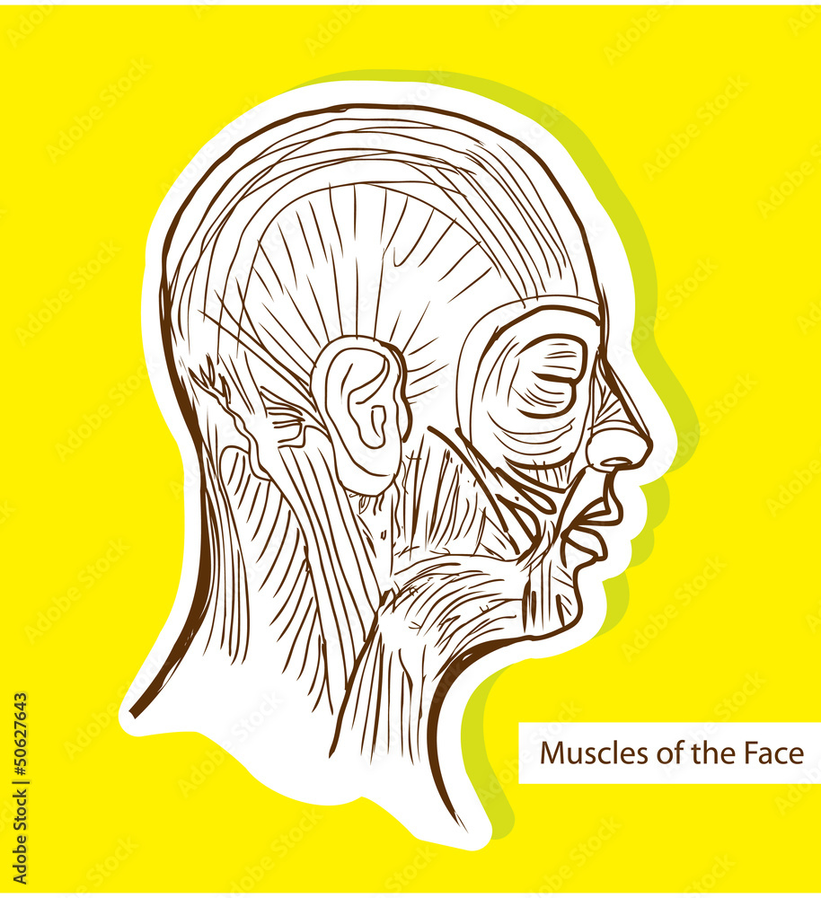 Human anatomie Muscles of the Face (Facial Muscles) - Medical Il Stock ...
