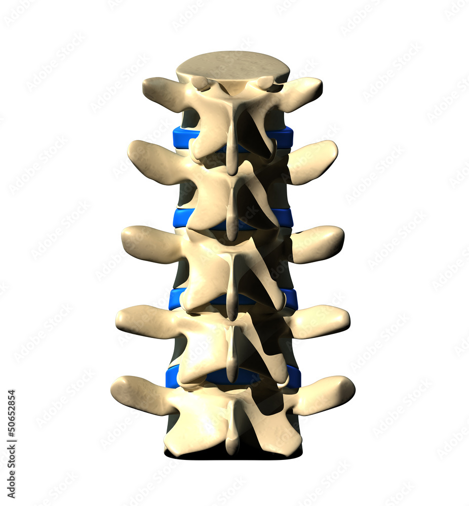 Lumbar Spine - Posterior view / Back view Stock Illustration | Adobe Stock