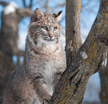 Bobcat Climbing Tree Free Stock Photo - Public Domain Pictures