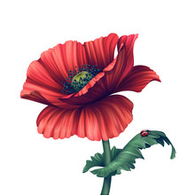 Red Poppy Center Free Stock Photo - Public Domain Pictures