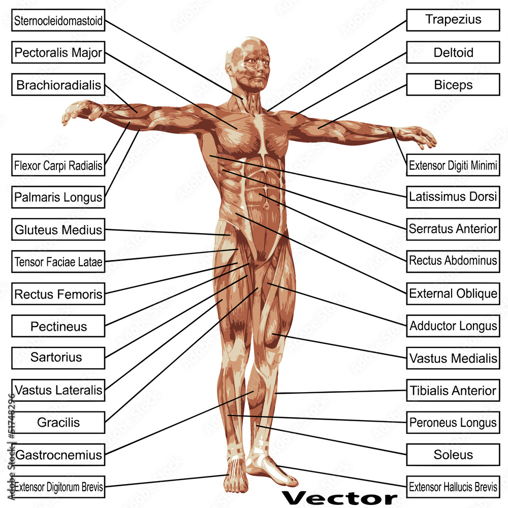 Vector 3D human man muscles anatomy Stock Vector | Adobe Stock