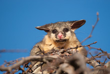 Possum In A Tree Free Stock Photo - Public Domain Pictures