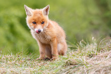 Fox Cub Free Stock Photo - Public Domain Pictures